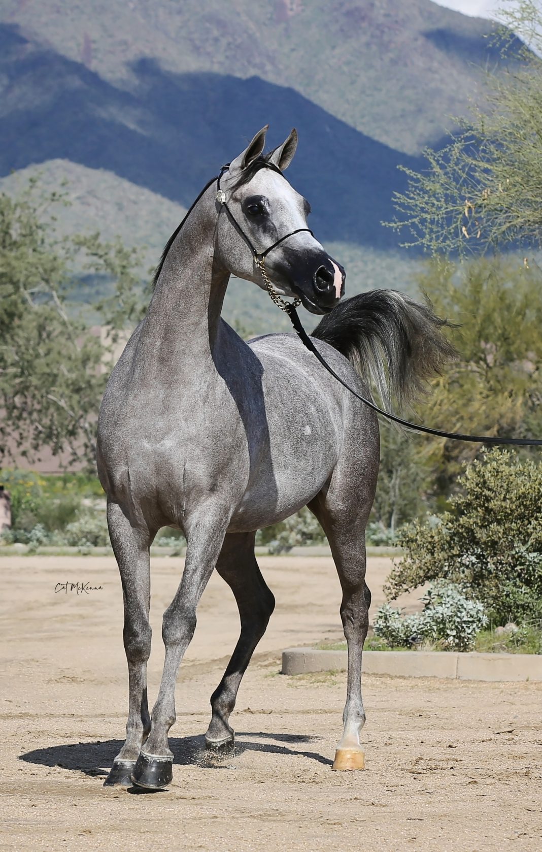 Barnes Arabian Ranch - The Arabian Magazine