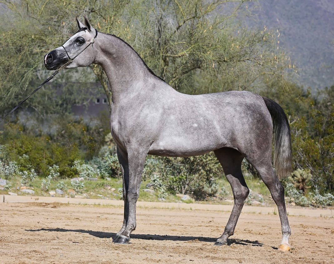 Barnes Arabian Ranch - The Arabian Magazine