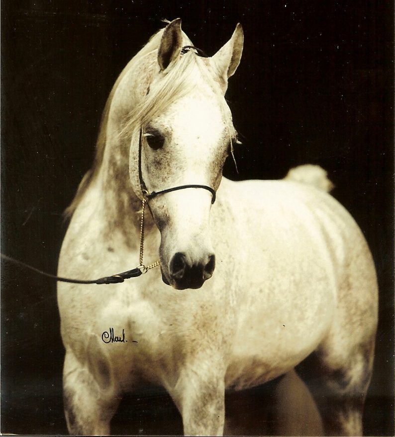 Ffatal Attraction at 30 years young - The Arabian Magazine