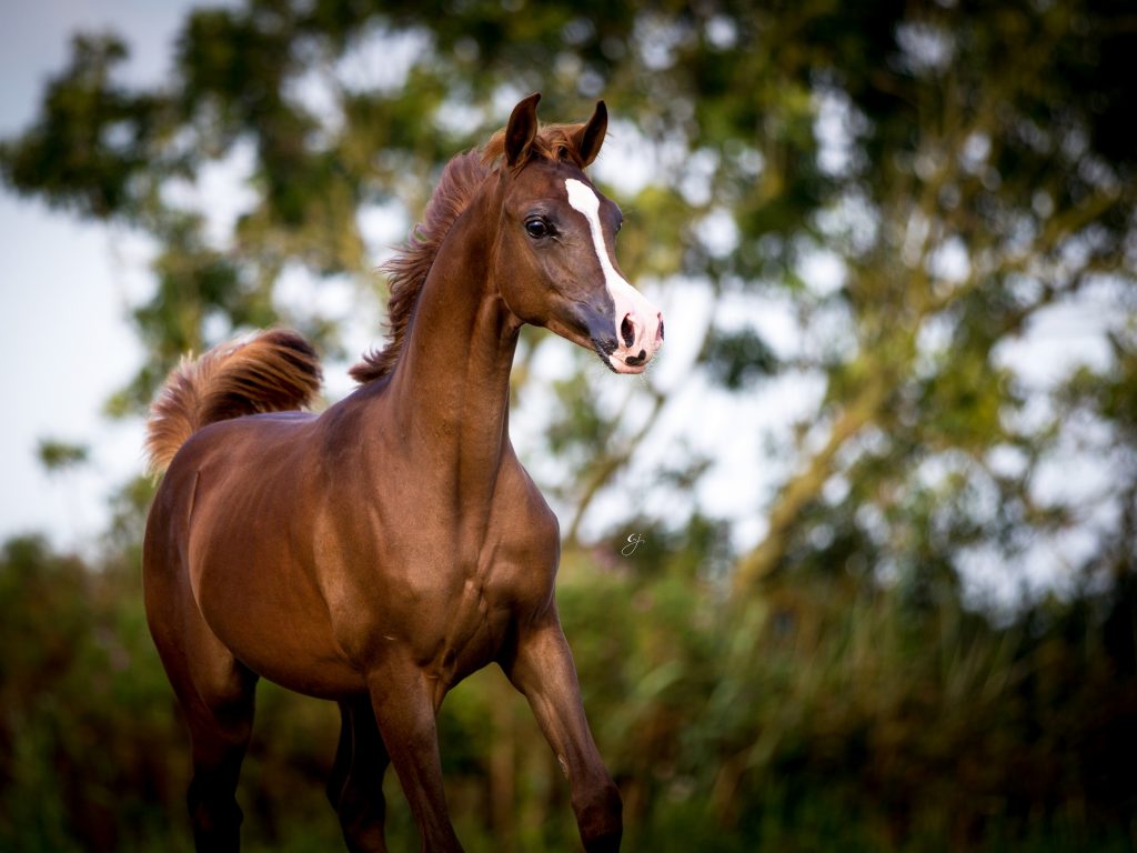 The Arabian Breeders' Magazine: The Breeders Interview - Forelock’s ...