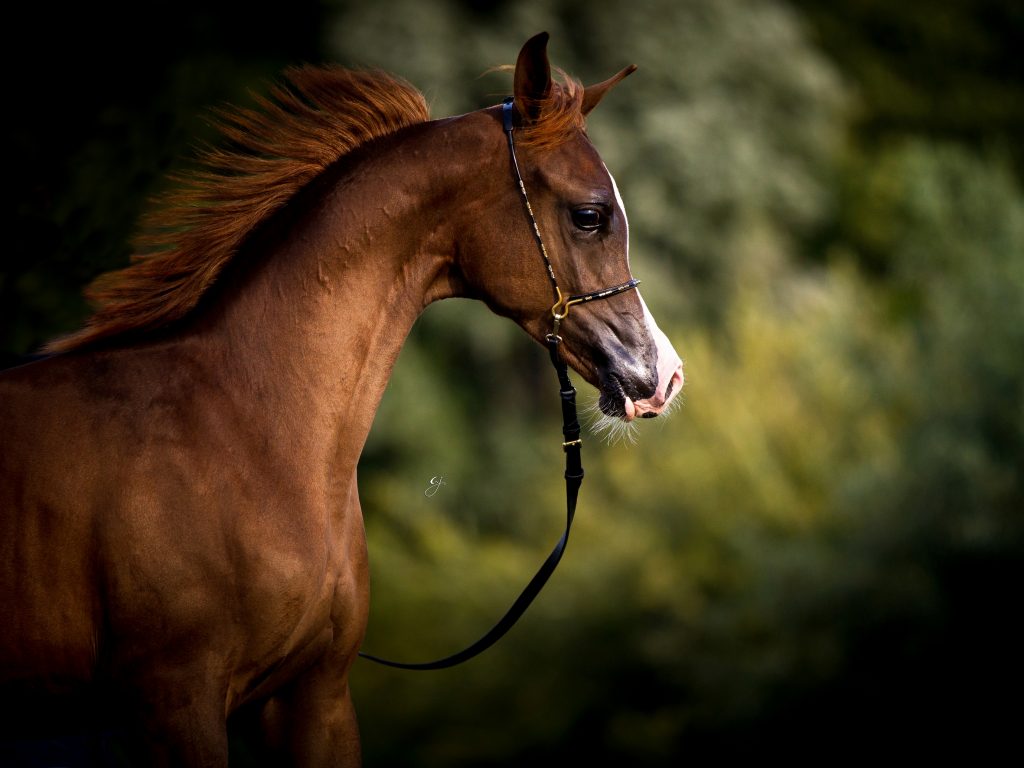 The Arabian Breeders' Magazine: The Breeders Interview - Forelock’s ...
