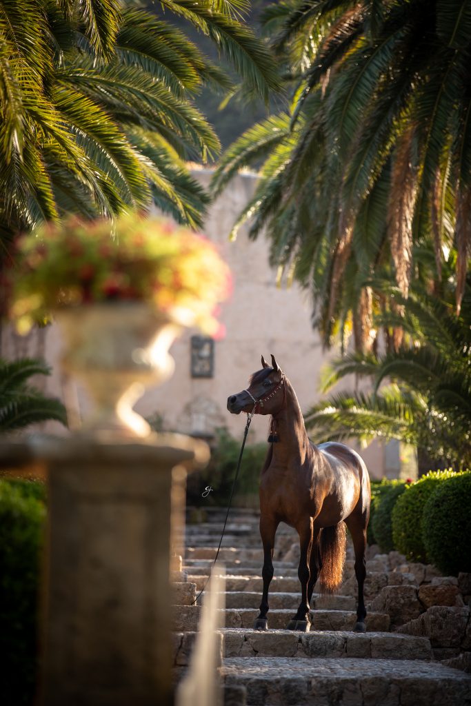 The Beauty of Eralda - The Arabian Magazine