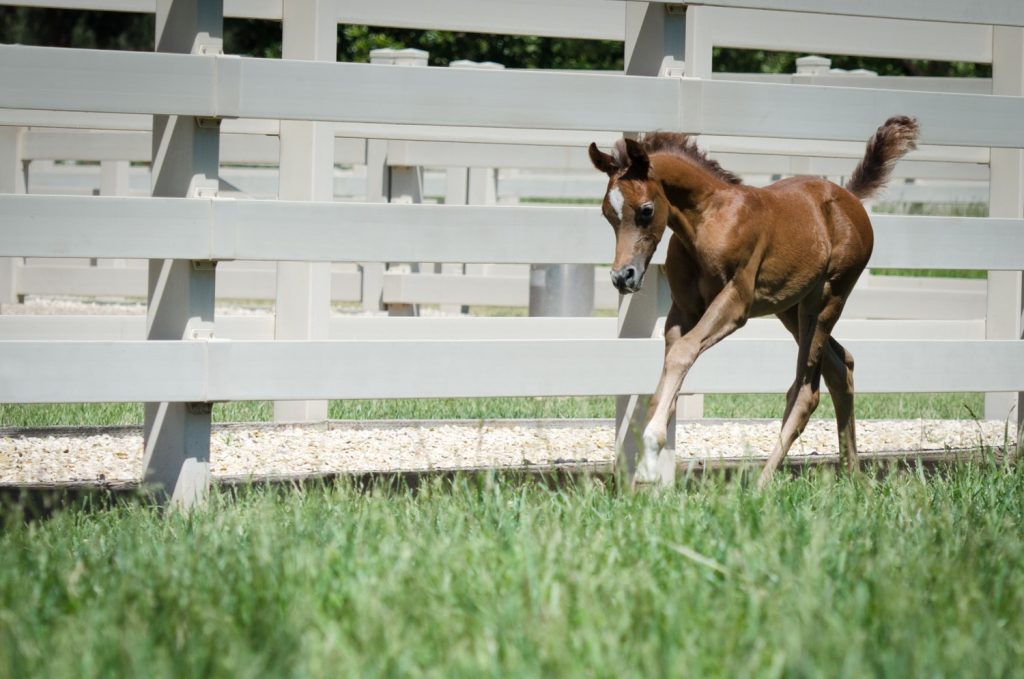 Cover Star: Om El Benicio – the Versatile Arabian stallion - The ...