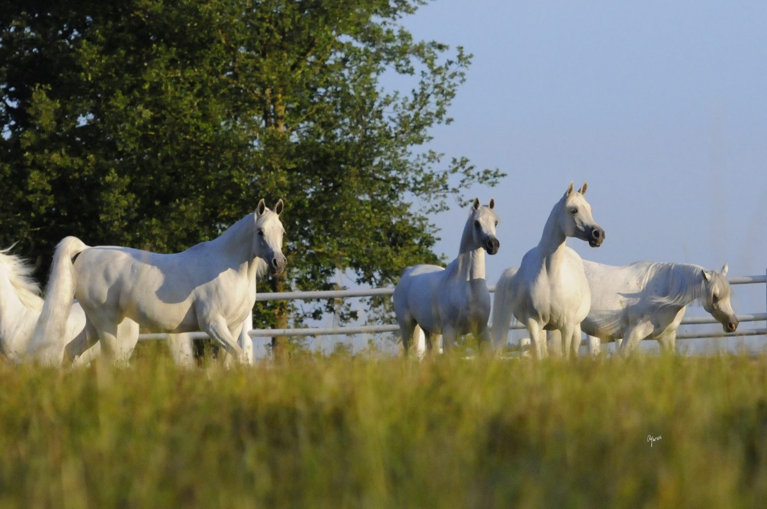The Romance of Redwood Lodge Arabians - The Arabian Magazine