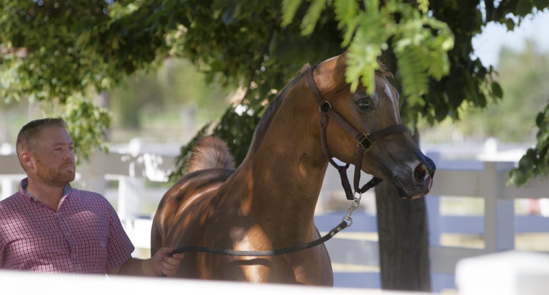The Arabian Breeders' Magazine: The Breeders Interview - Isaac Taylor ...