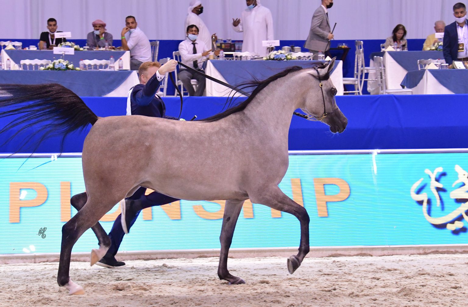 Dubai International Arabian Horse Championships 2021 - The Champions ...