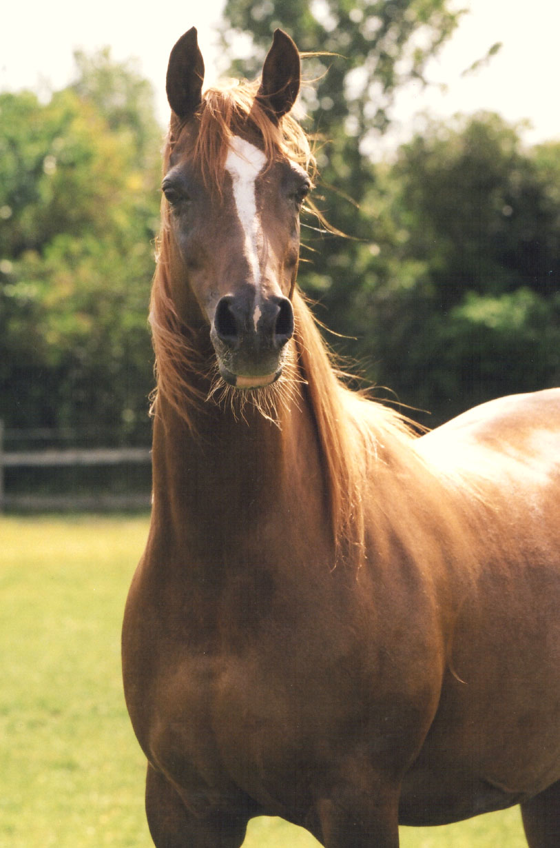 The Arabian Breeders' Magazine: The Breeders Interview - Georgian ...