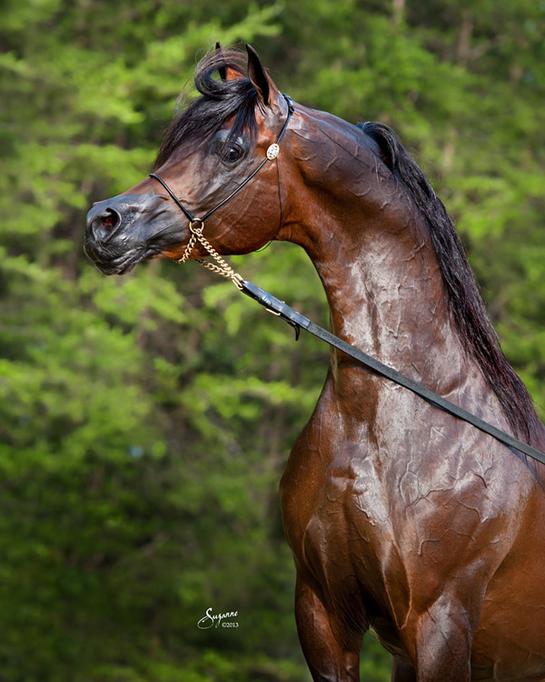 The Arabian Breeders' Magazine: The Breeders Interview - Chattooga ...