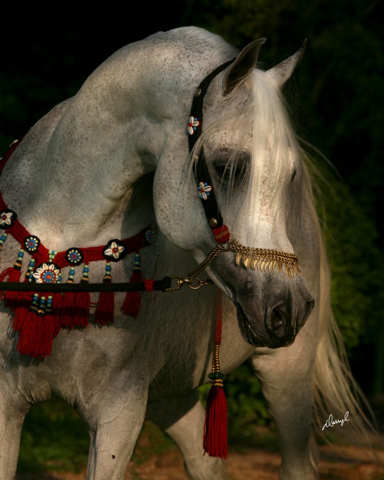 The Arabian Breeders' Magazine: The Breeders Interview - Kehilan ...
