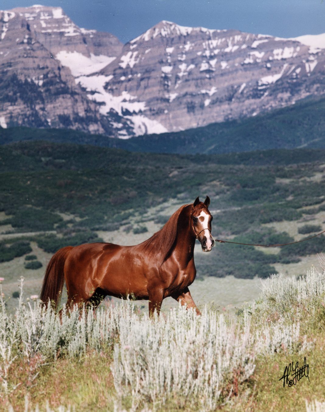 The Arabian Breeders' Magazine: The Breeders Interview - Isaac Taylor ...