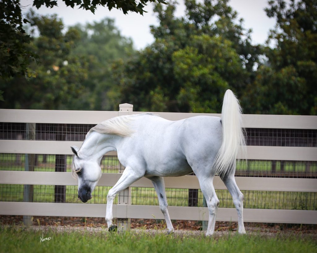 Cover Star: Om El Benicio – the Versatile Arabian stallion - The ...
