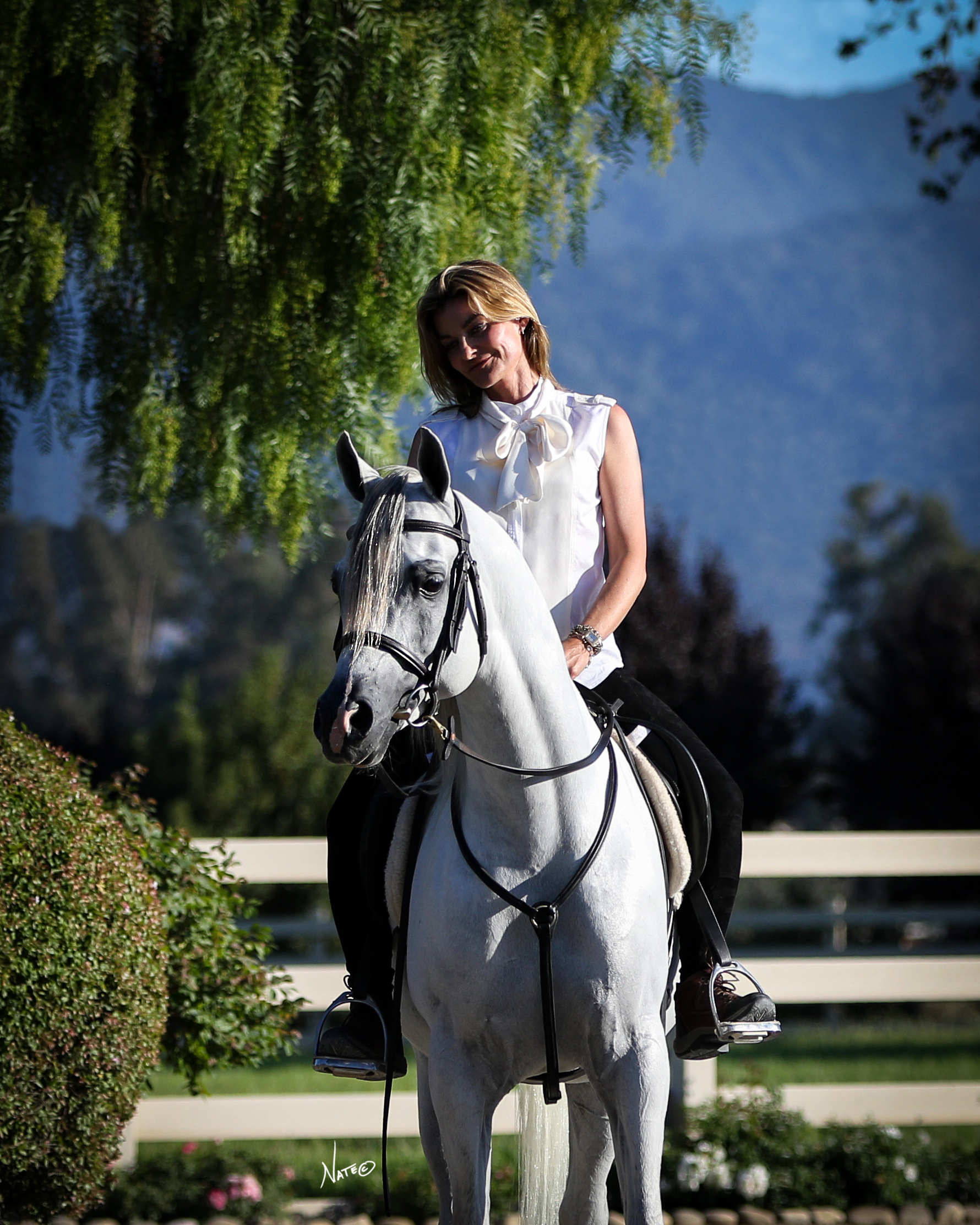 Cover Star: Om El Benicio – the Versatile Arabian stallion - The ...