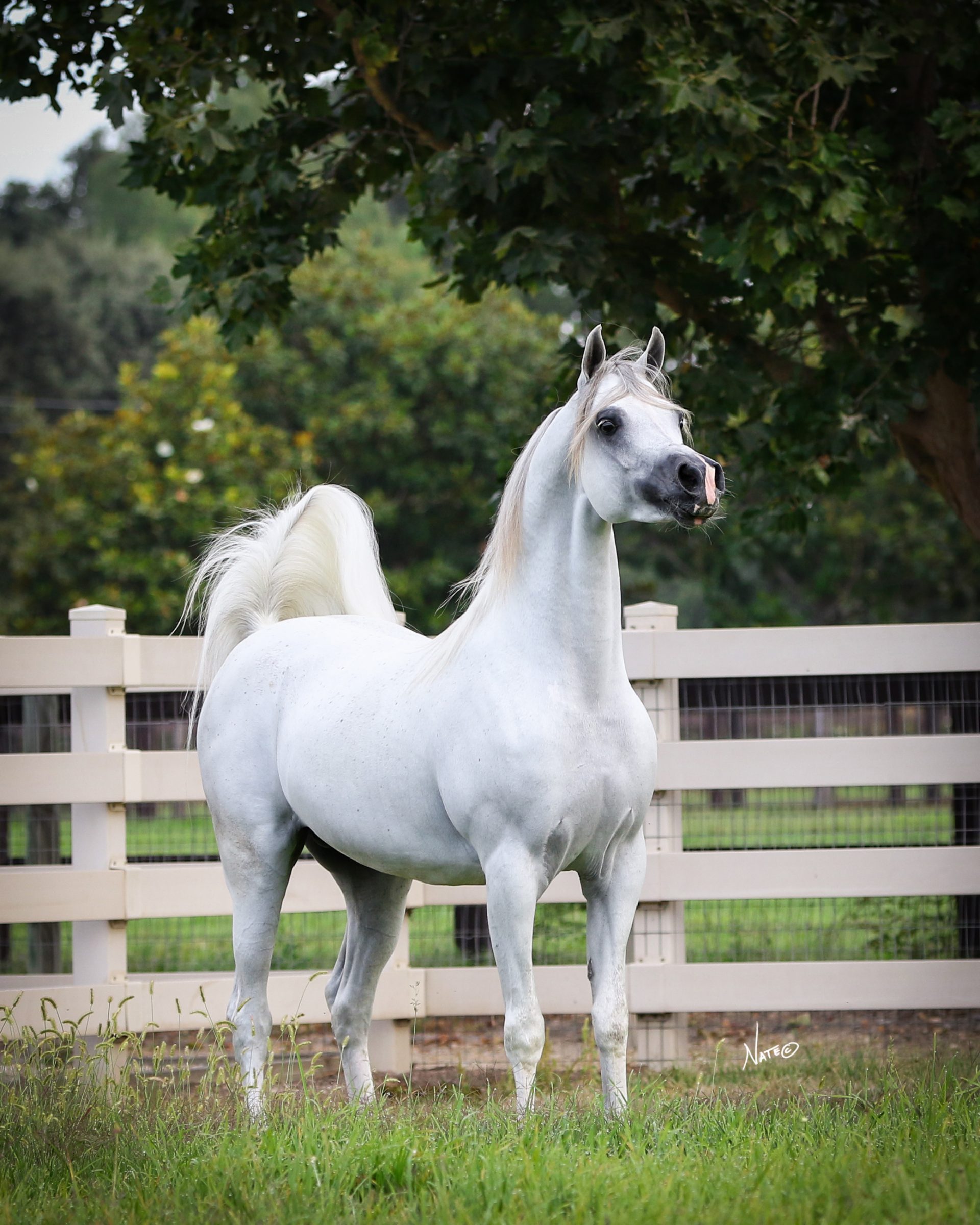 Cover Star: Om El Benicio – the Versatile Arabian stallion - The ...