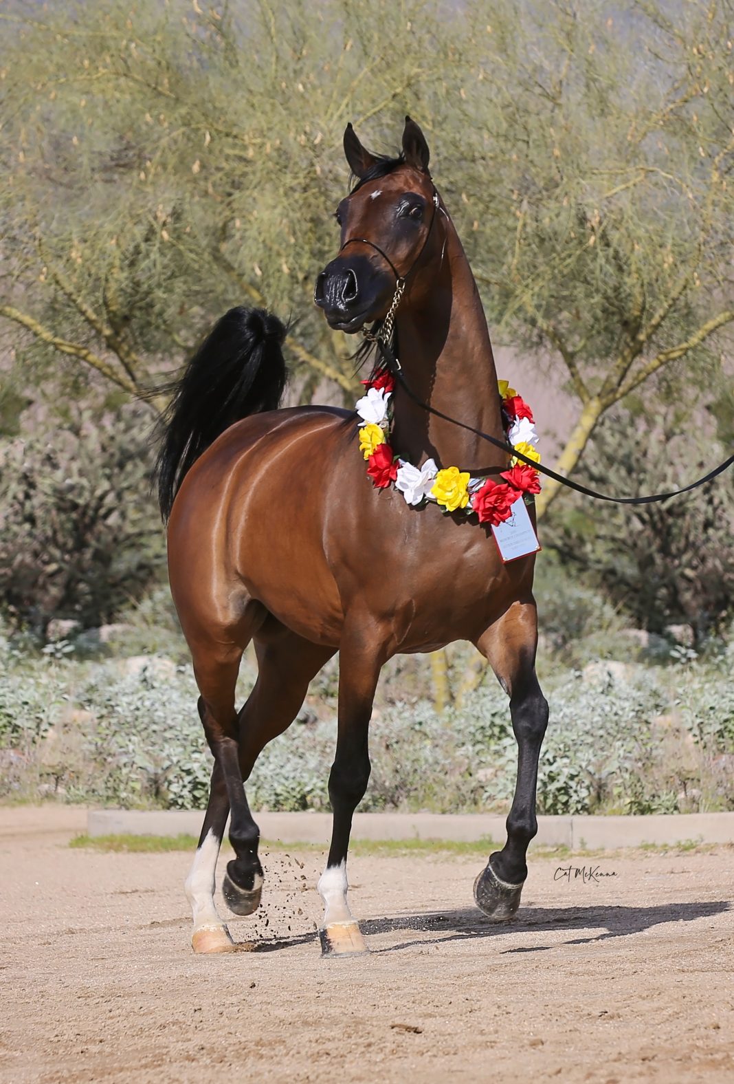 Barnes Arabian Ranch - The Arabian Magazine