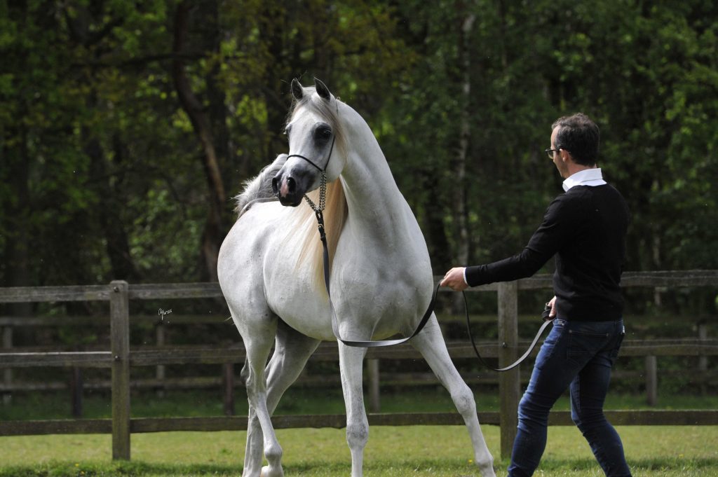 The Horses of Albidayer Stud - The Arabian Magazine