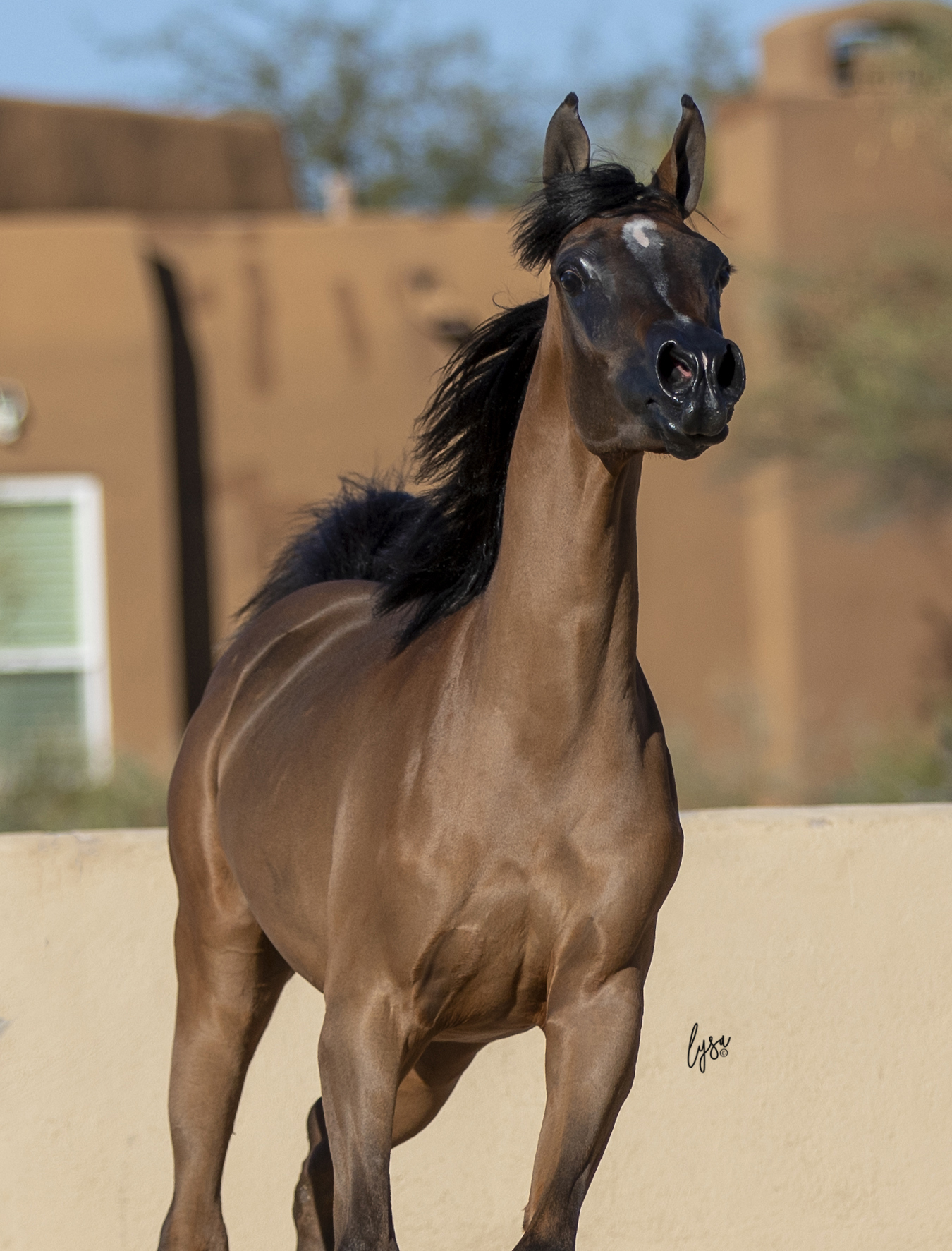 Barnes Arabian Ranch - The Arabian Magazine