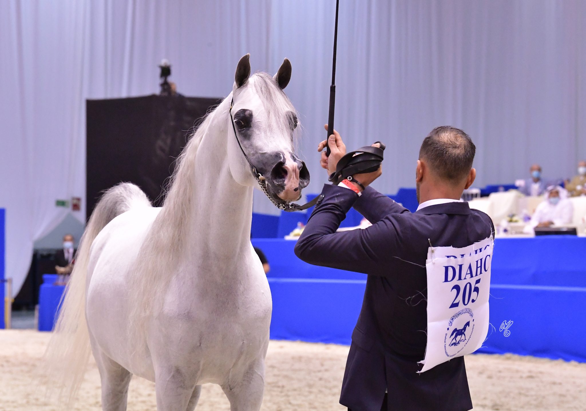 Dubai International Arabian Horse Championships 2021 - The Champions ...
