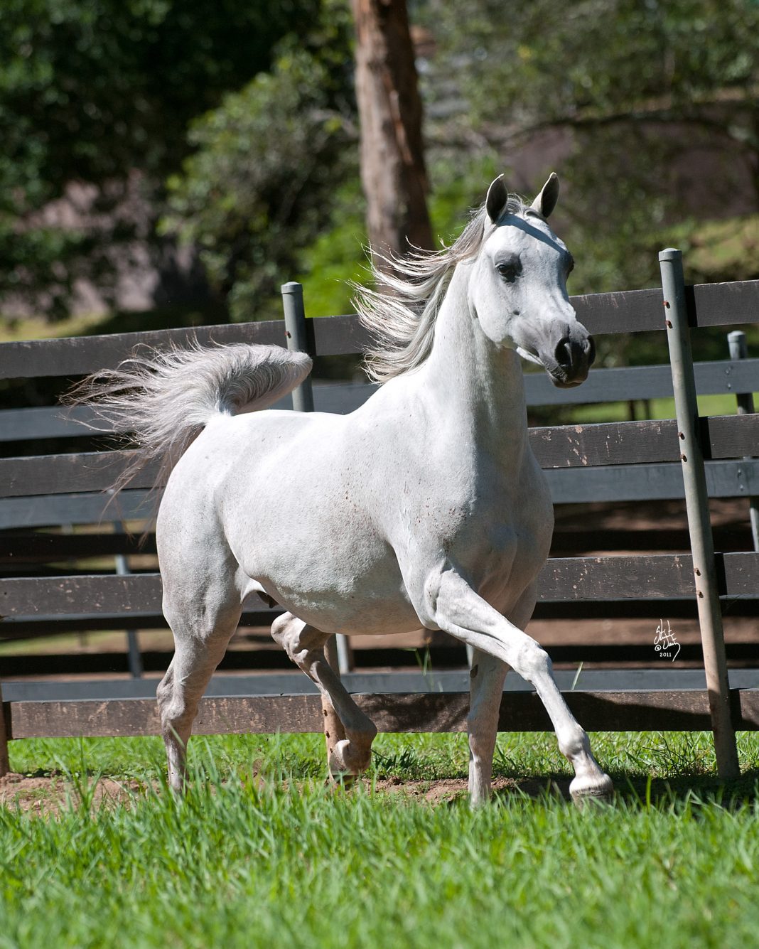 The Arabian Breeders' Magazine: The Breeders Interview - Marion ...