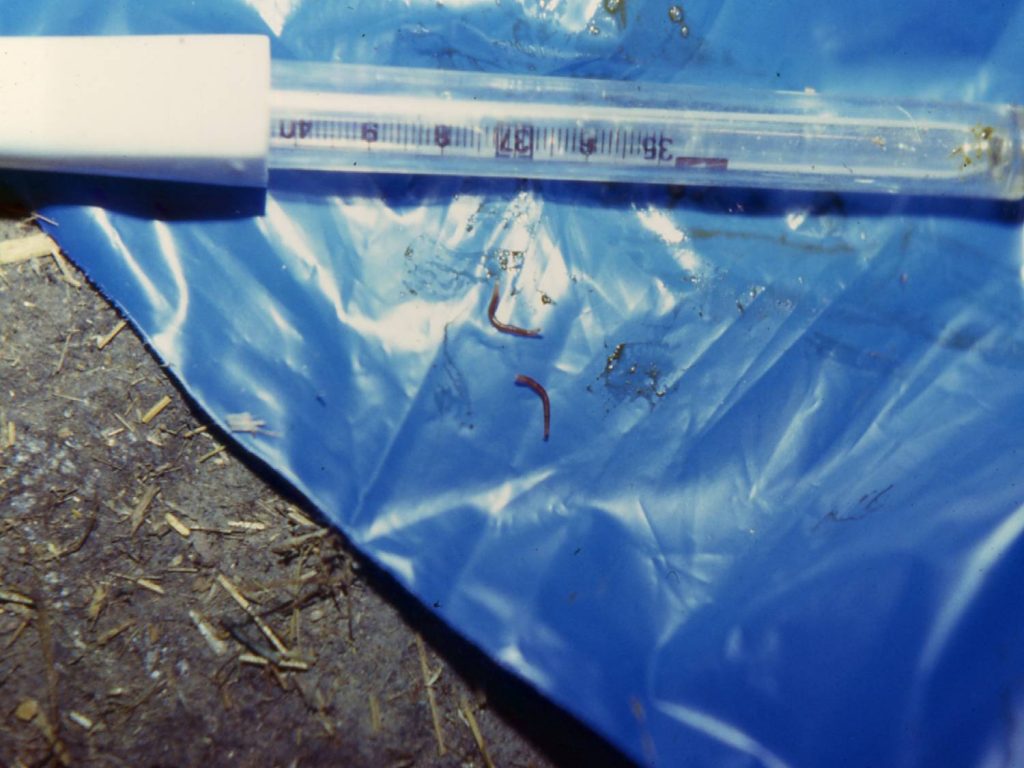 Worming - The Arabian Magazine