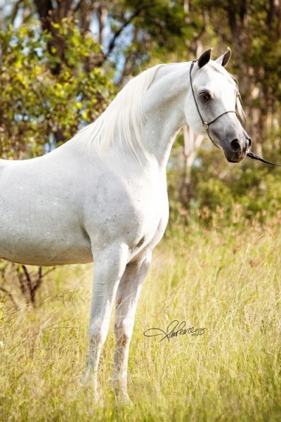 Australasia & their Love of the Egyptian Arabian - The Arabian Magazine