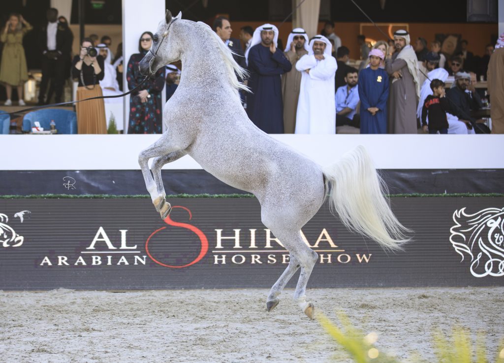 Al Shira'aa Arabian Horse Show 2020 - The Arabian Magazine