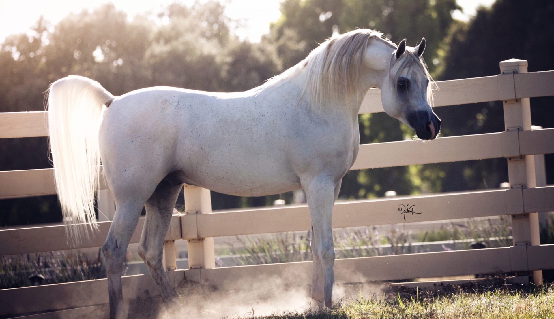 Cover Star: Om El Benicio – the Versatile Arabian stallion - The ...