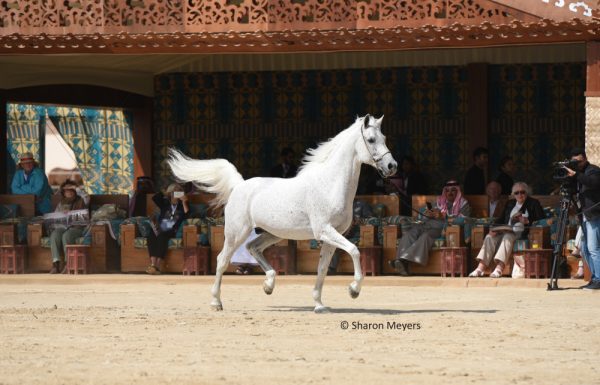 Celebrating the Breeders – The Royal Arabian Studs of Bahrain - The ...