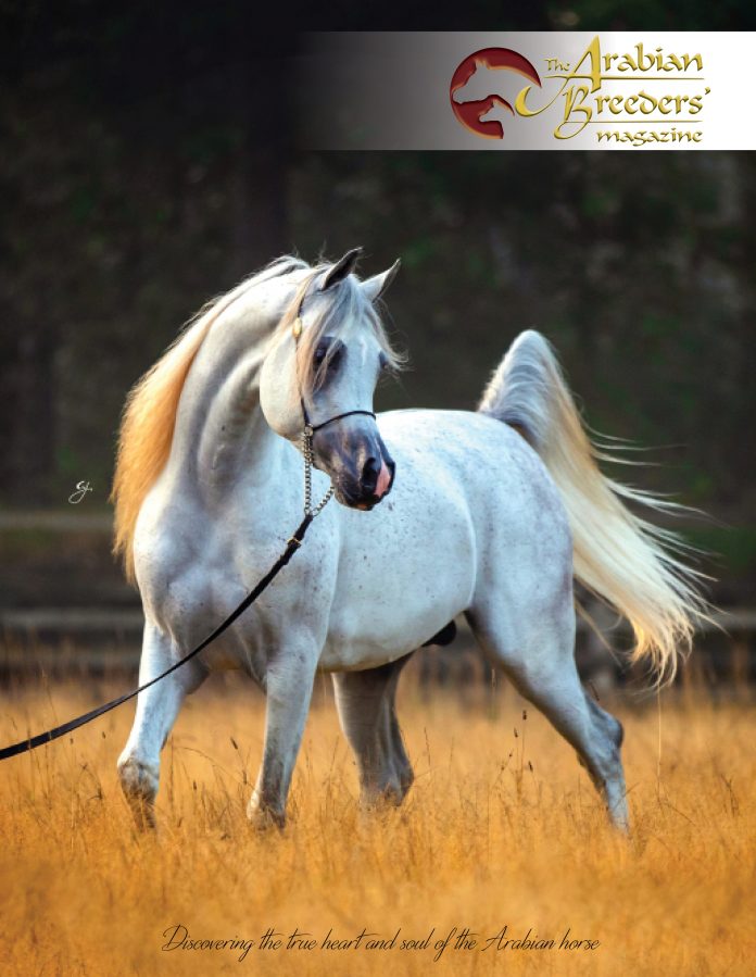 The Arabian Breeders' Magazine Cover Horse - Saif Albidayer - The ...