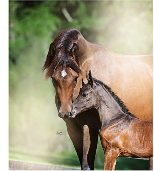 Editorial - The Arabian Breeders' Magazine Volume I Issue I - The ...